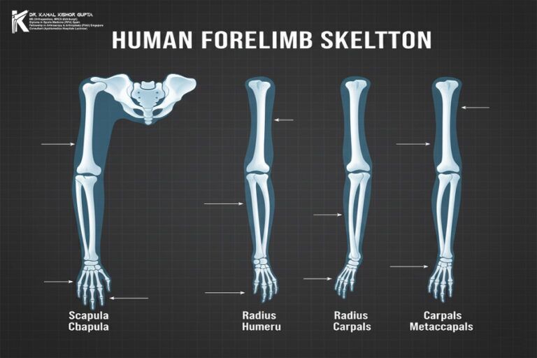 Forelimb Bones: Anatomy, Function, Evolution & Clinical Relevance (2025 ...